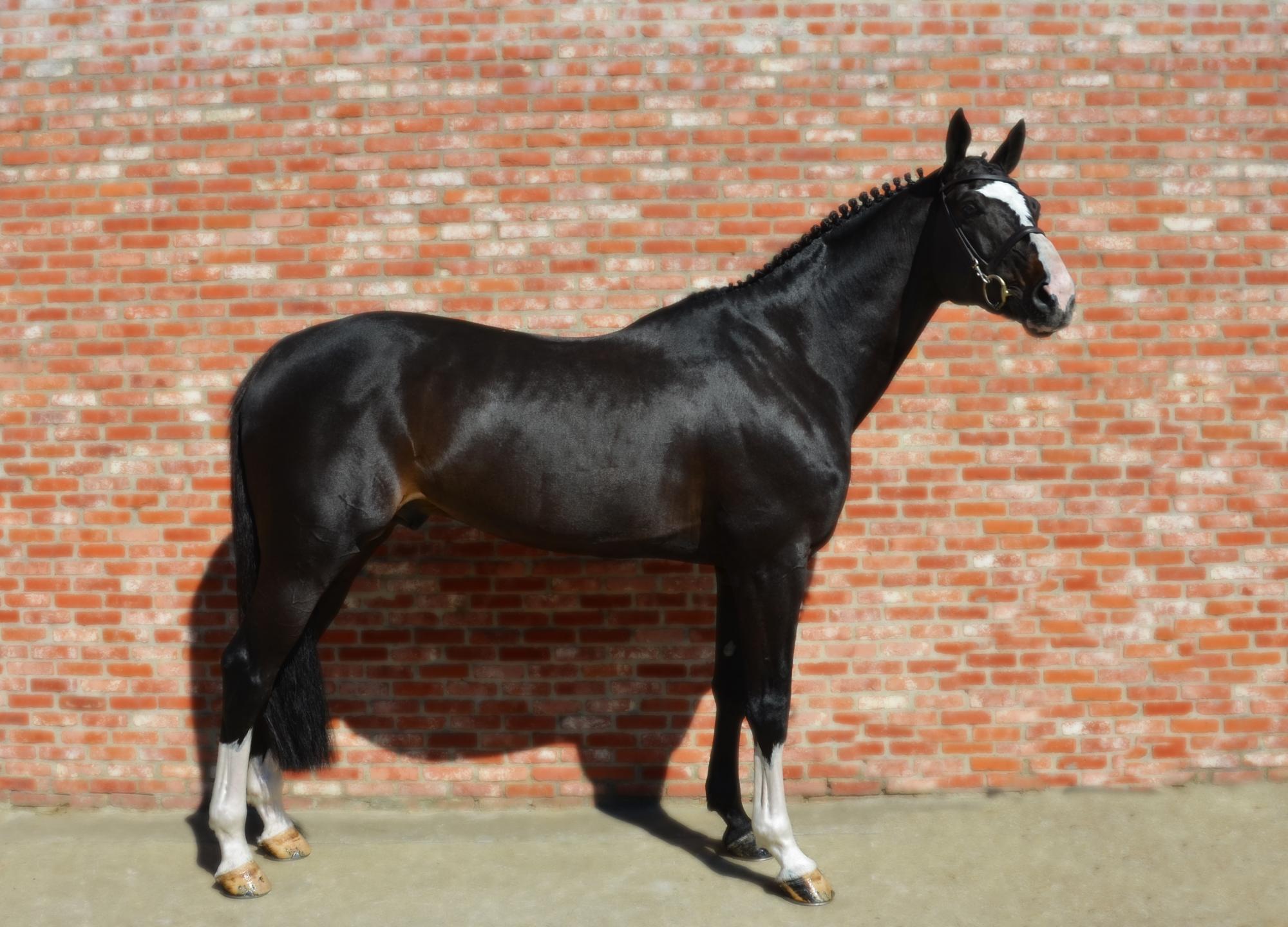 Le blue diamond van't ruytershof | JV Horses
